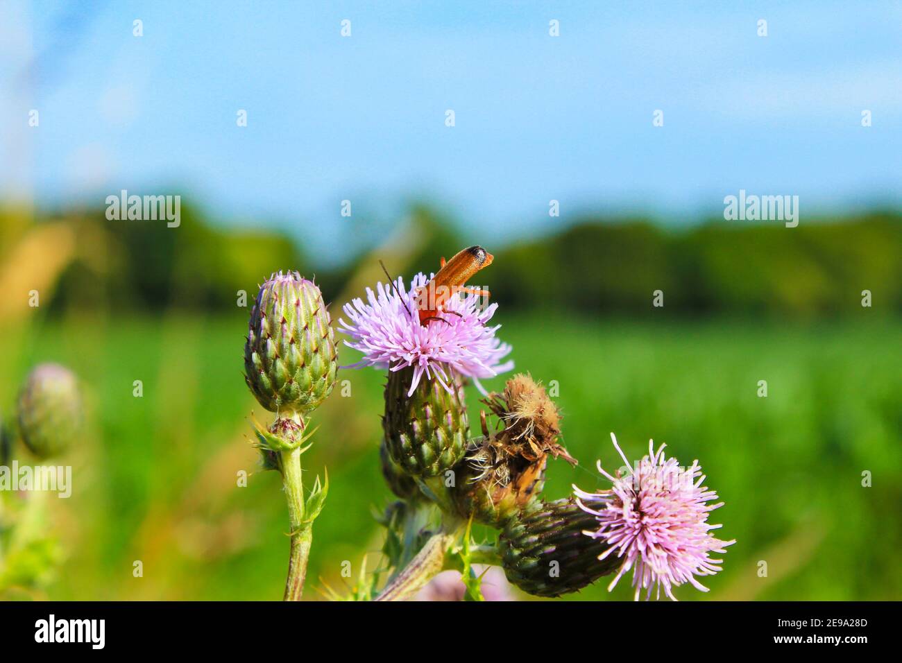 Common red soldier beetle on Cirsium palustre, the marsh thistle Stock ...