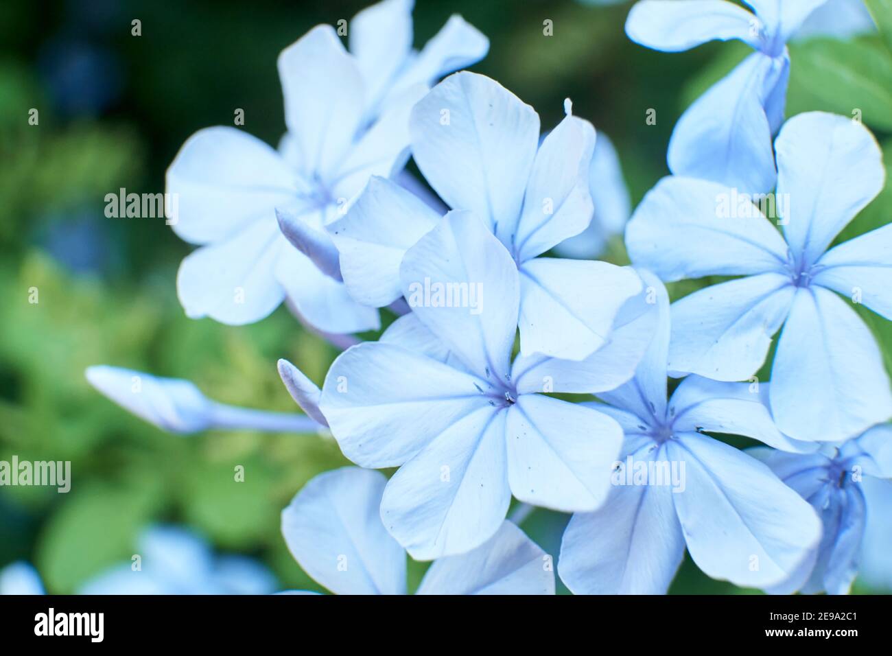 Cluster of blueish flowers of cape leadwort, plumbago auriculata ...