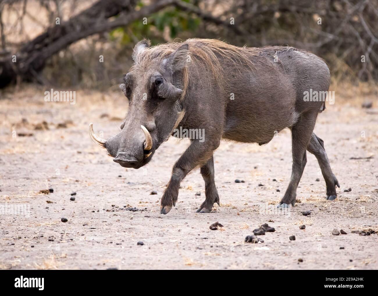 Common warthog (Phacochoerus africanus Stock Photo - Alamy
