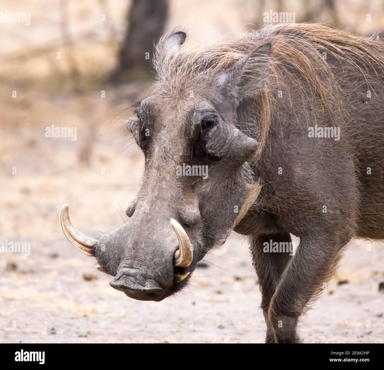 Common warthog (Phacochoerus africanus Stock Photo - Alamy
