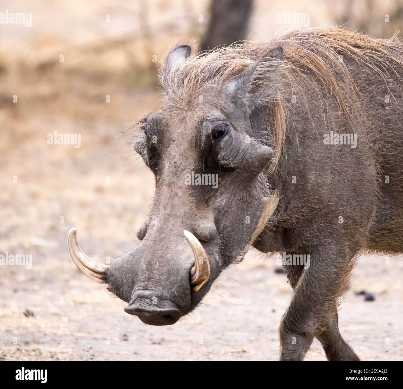 Common warthog (Phacochoerus africanus Stock Photo - Alamy