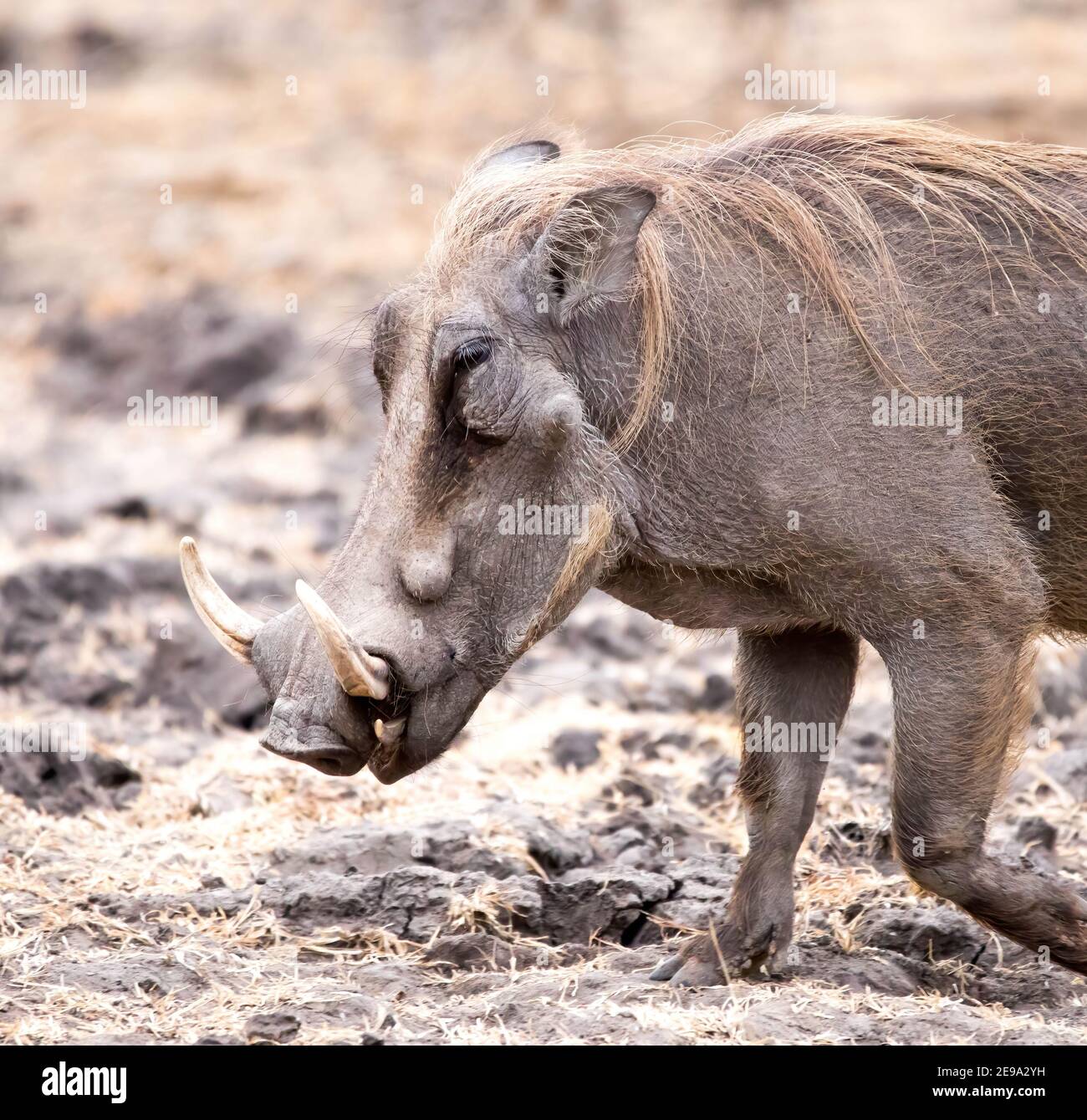 Common warthog (Phacochoerus africanus Stock Photo - Alamy