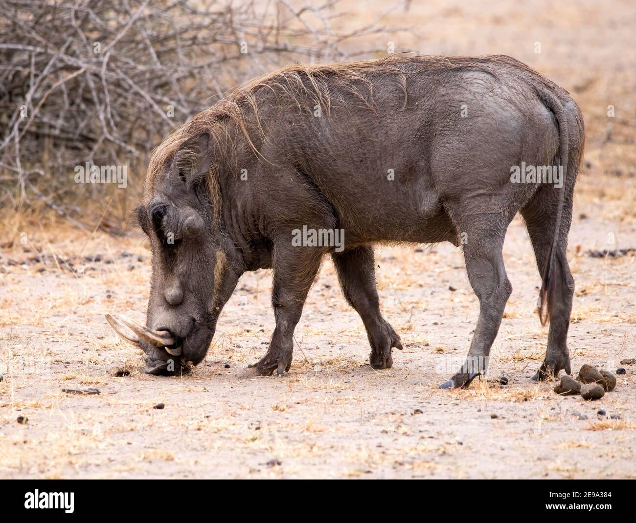 Common warthog (Phacochoerus africanus Stock Photo - Alamy