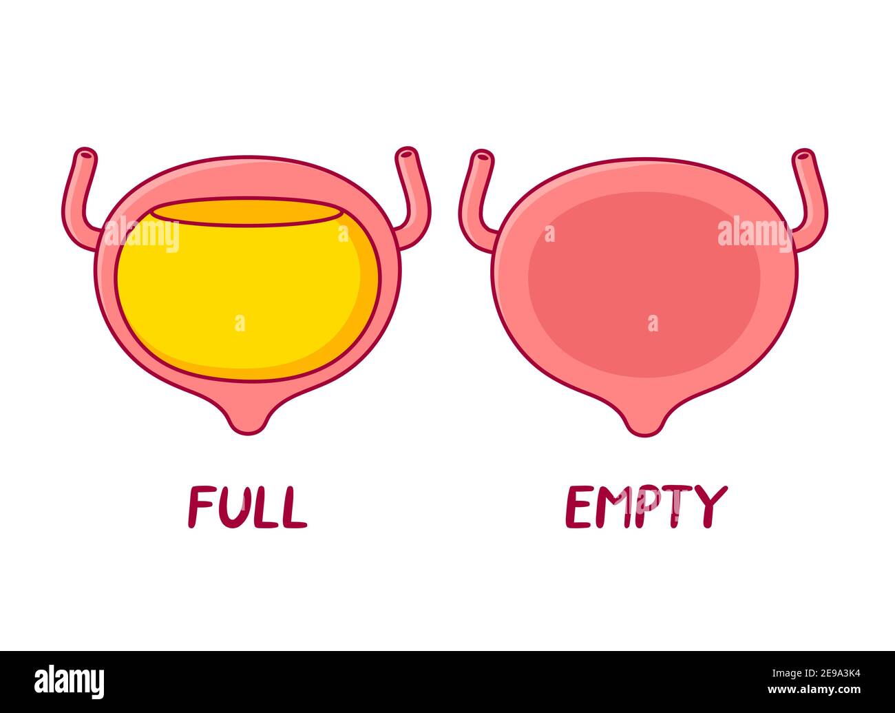 Full and empty human bladder organ. Vector flat line cartoon ...