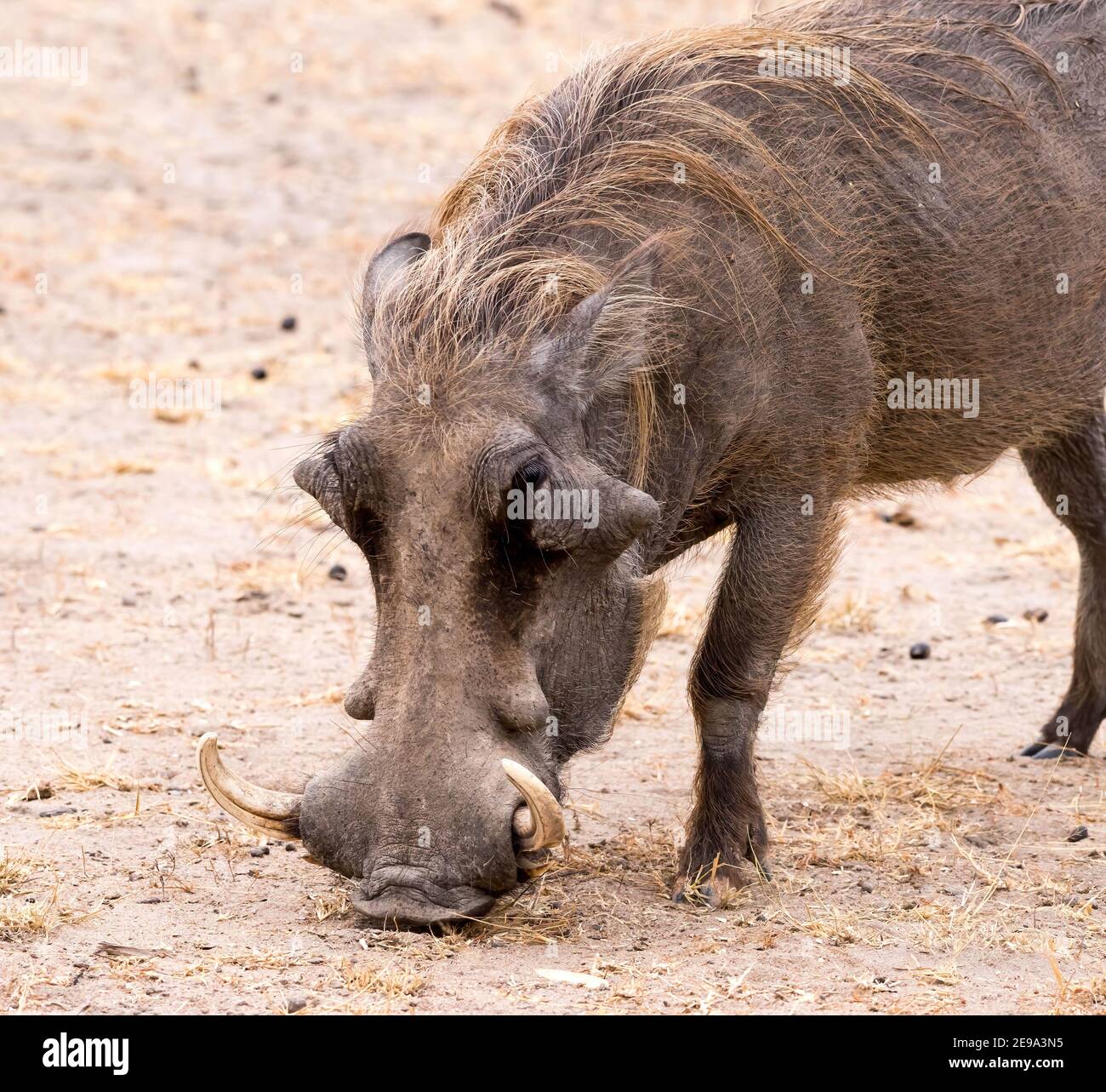 Common warthog (Phacochoerus africanus Stock Photo - Alamy