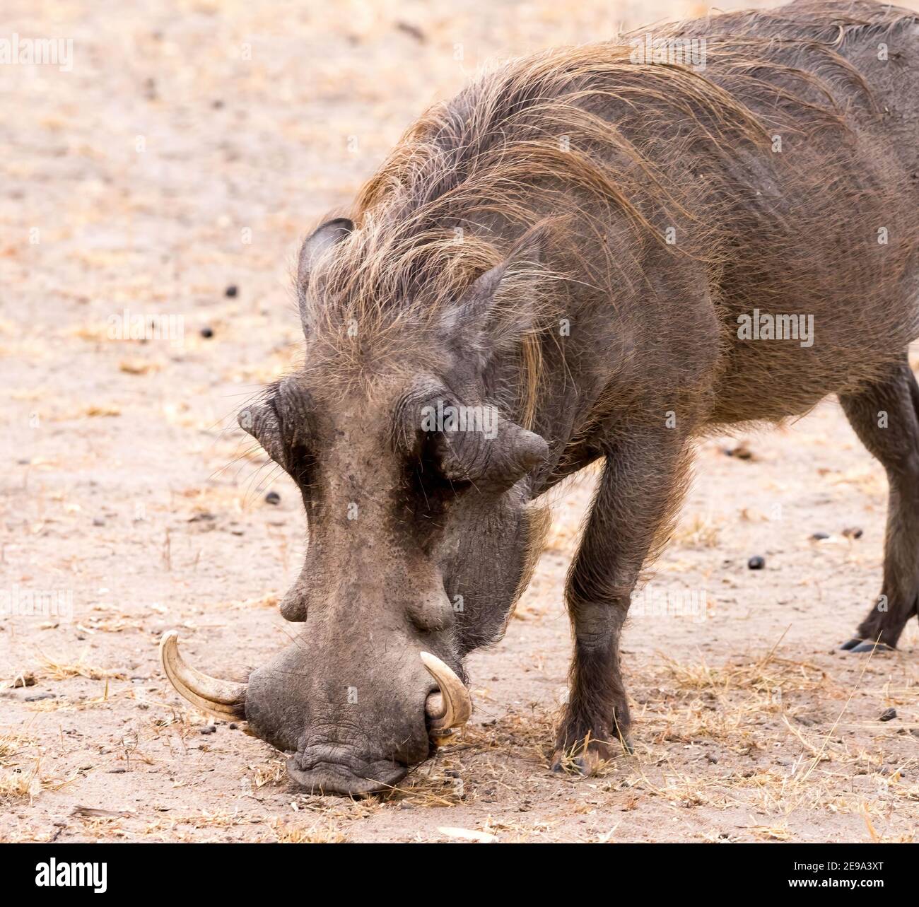 Common warthog (Phacochoerus africanus Stock Photo - Alamy