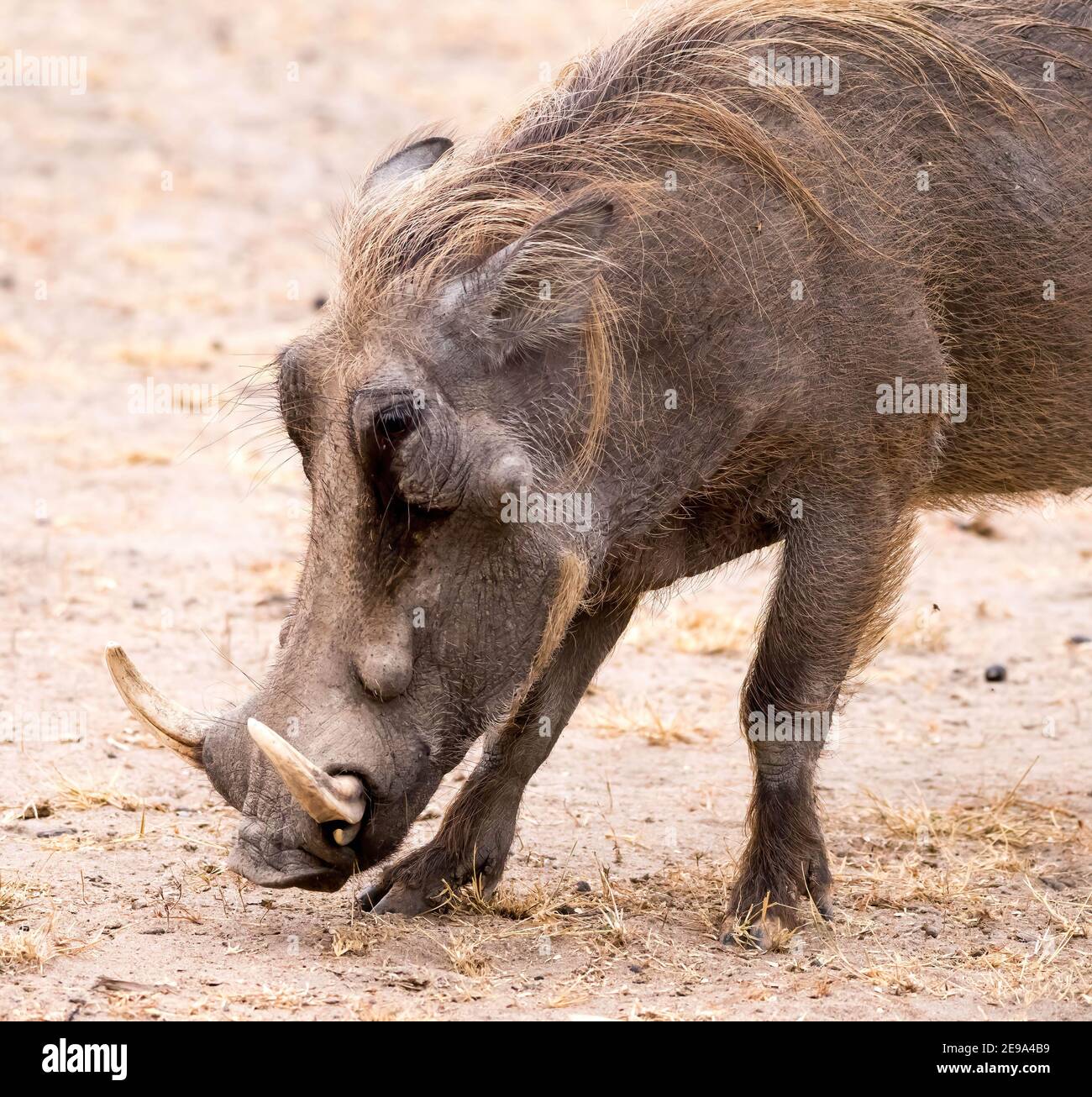Common warthog (Phacochoerus africanus Stock Photo - Alamy