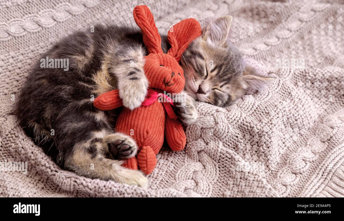 Kittens Hugging Bunnies