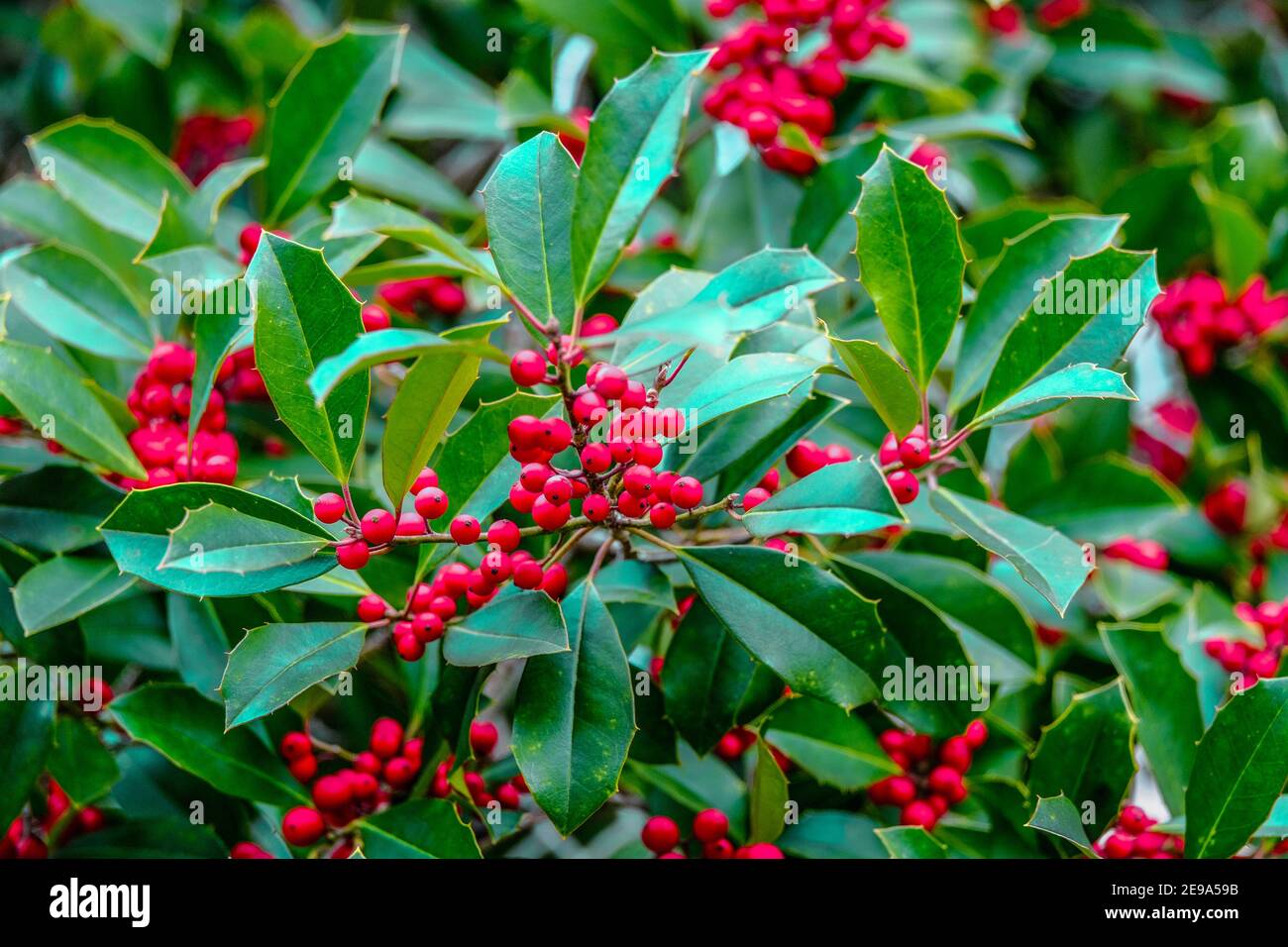 Holly bush berries in hi-res stock photography and images - Alamy