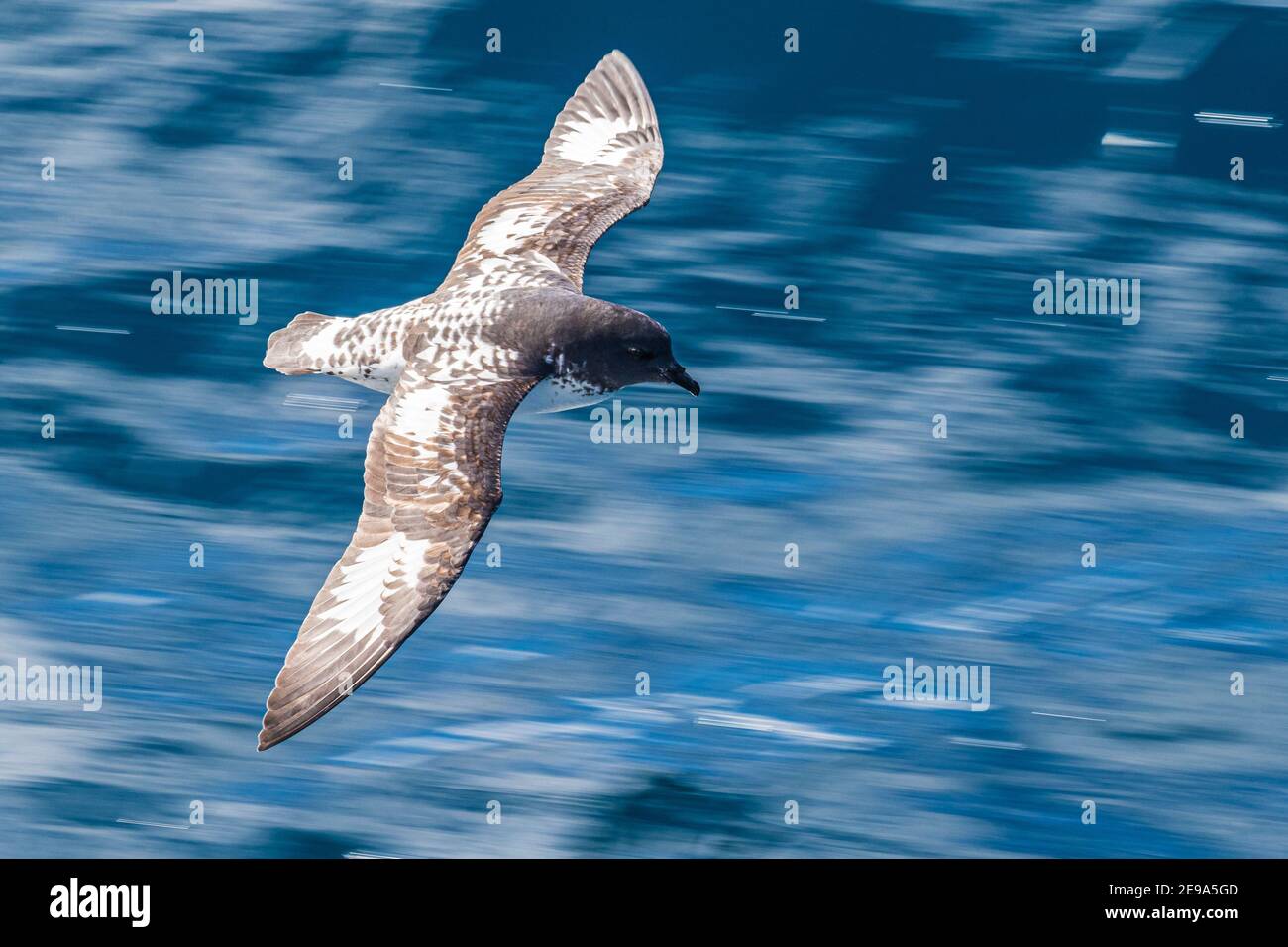 Cape petrel, Daption capense, in flight in the Drake Passage ...