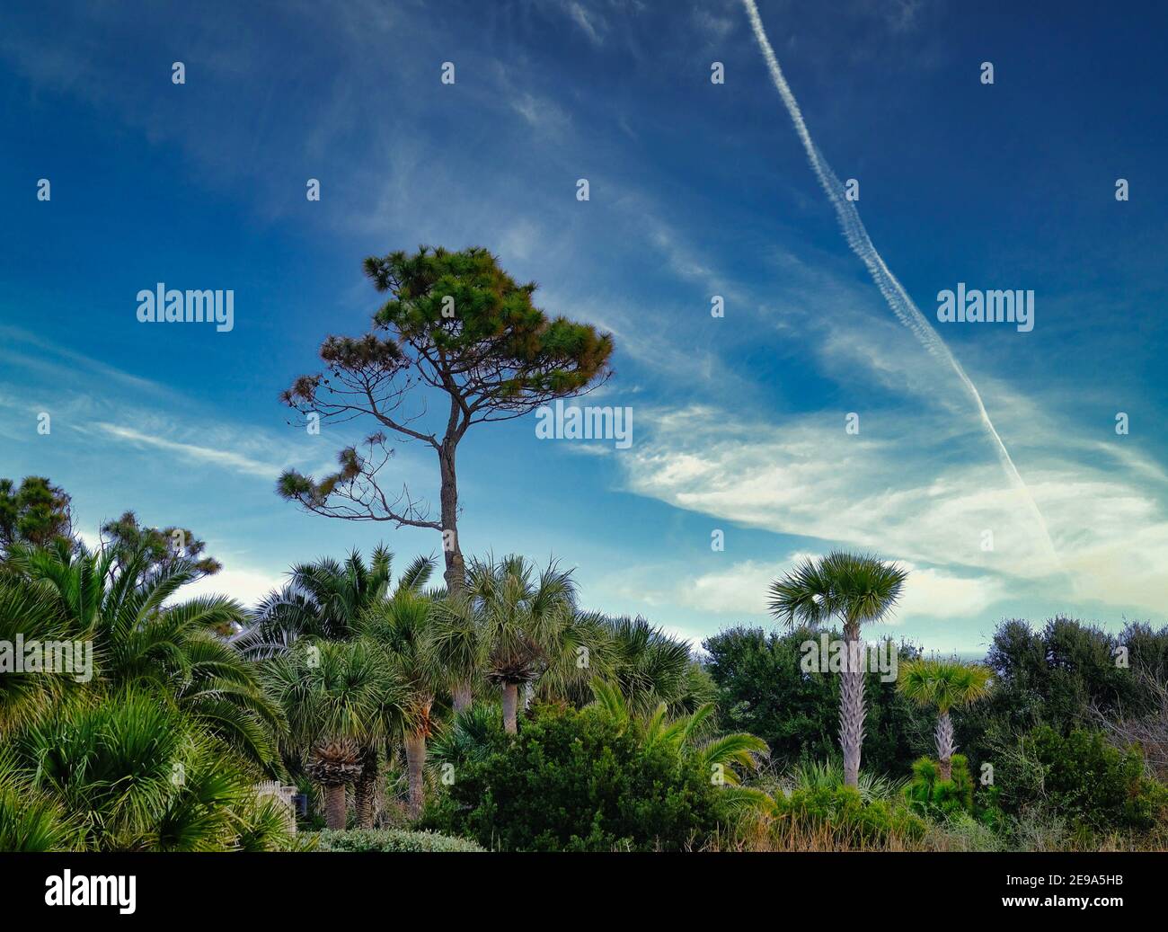 Lone Pine Tree in Palms Stock Photo - Alamy