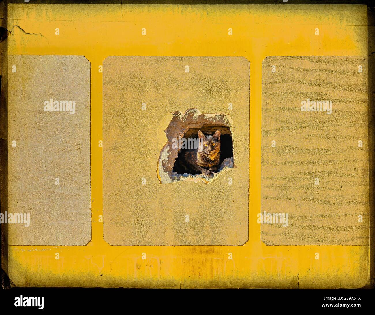 Cats In Holes High Resolution Stock Photography and Images - Alamy