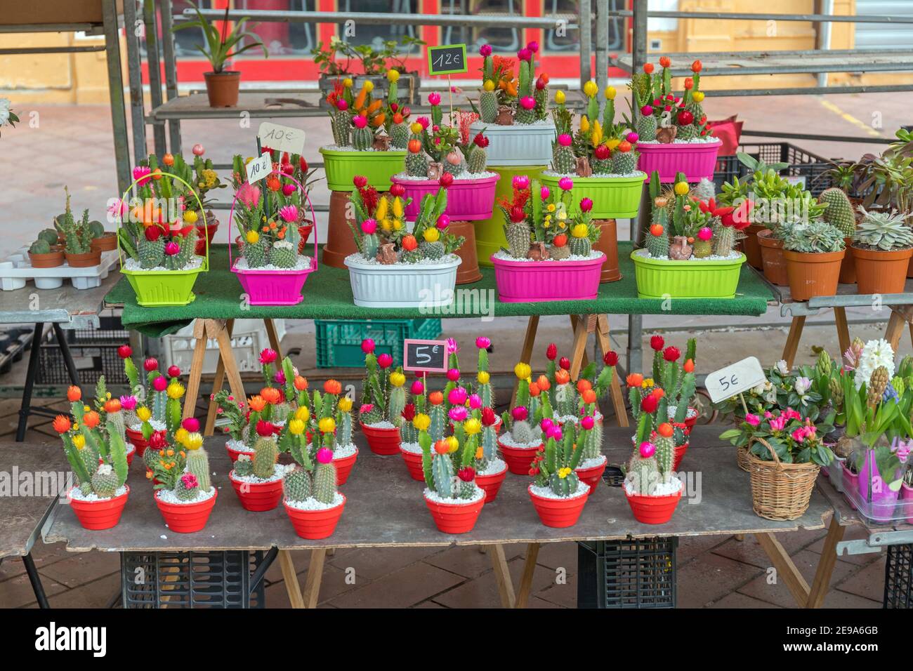 Beautiful cactus flowers hi-res stock photography and images - Alamy