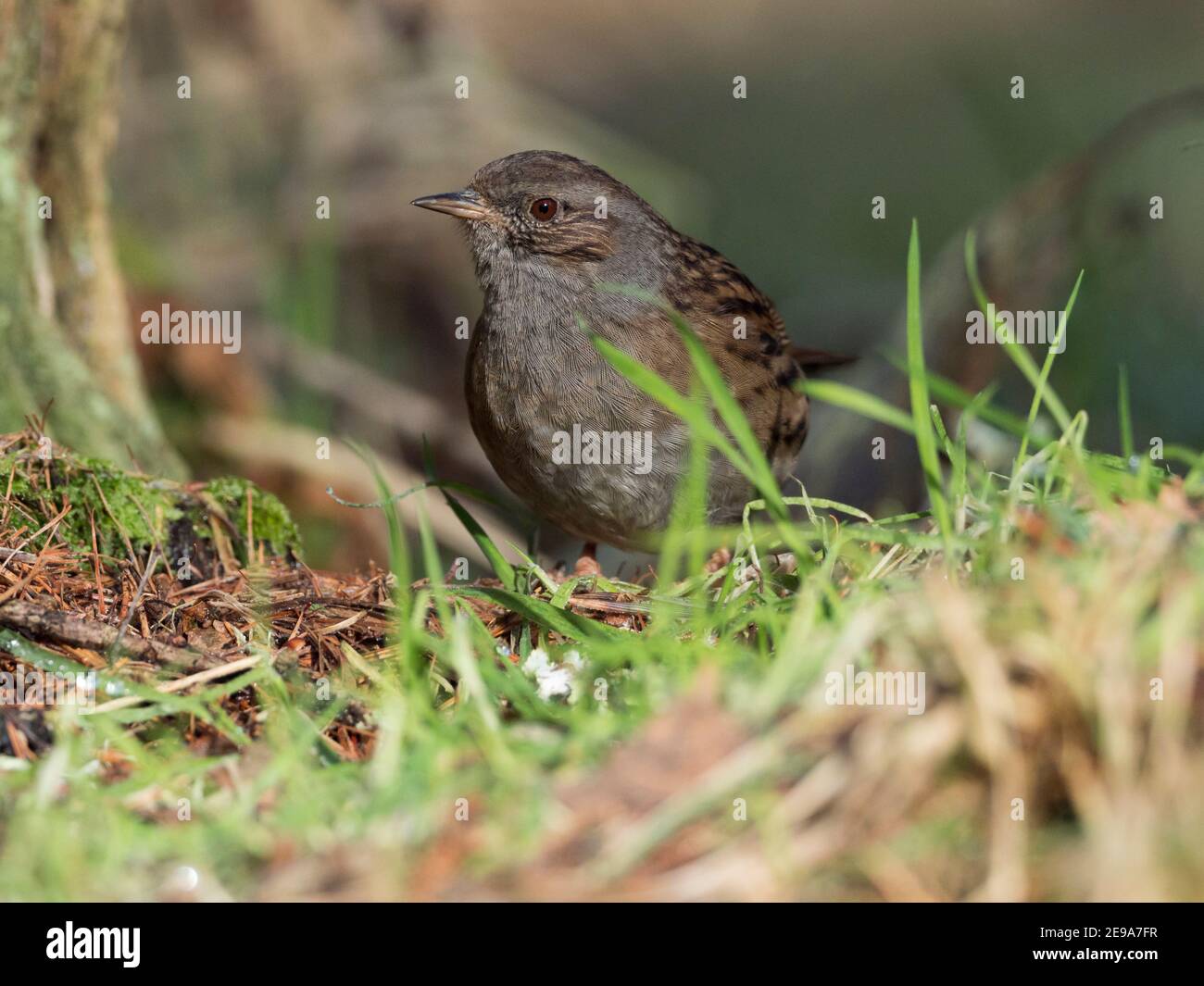 Dunnock (Prunella modularis) in the forest, Scottish Highlands, UK ...