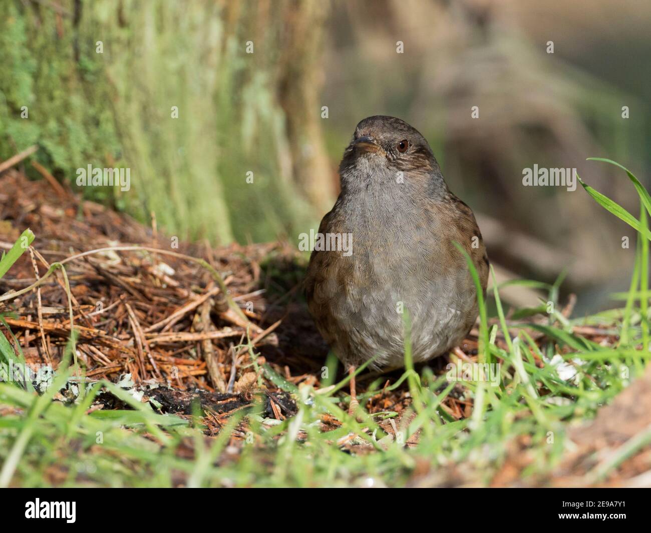 Scottish birds hi-res stock photography and images - Alamy