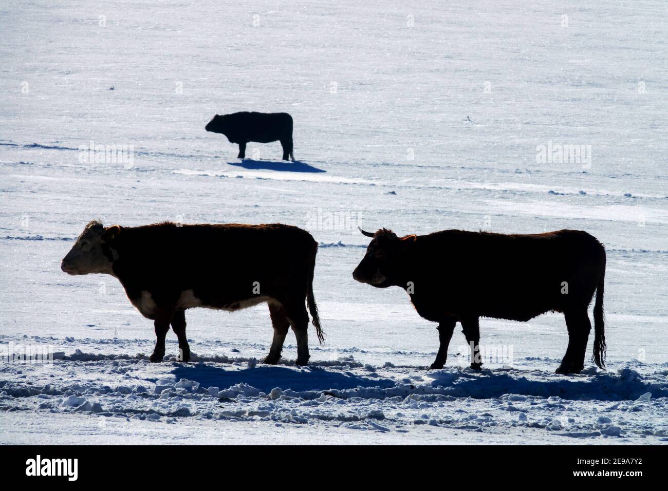 Three cows field in winter snow pasture, cattle winter scene Stock ...