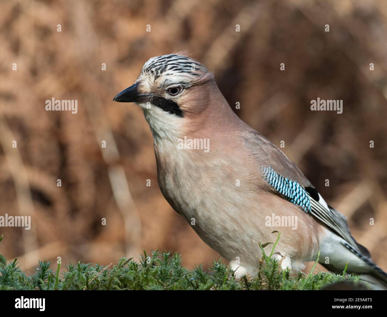 Eurasian jay bird scotland hi-res stock photography and images - Alamy