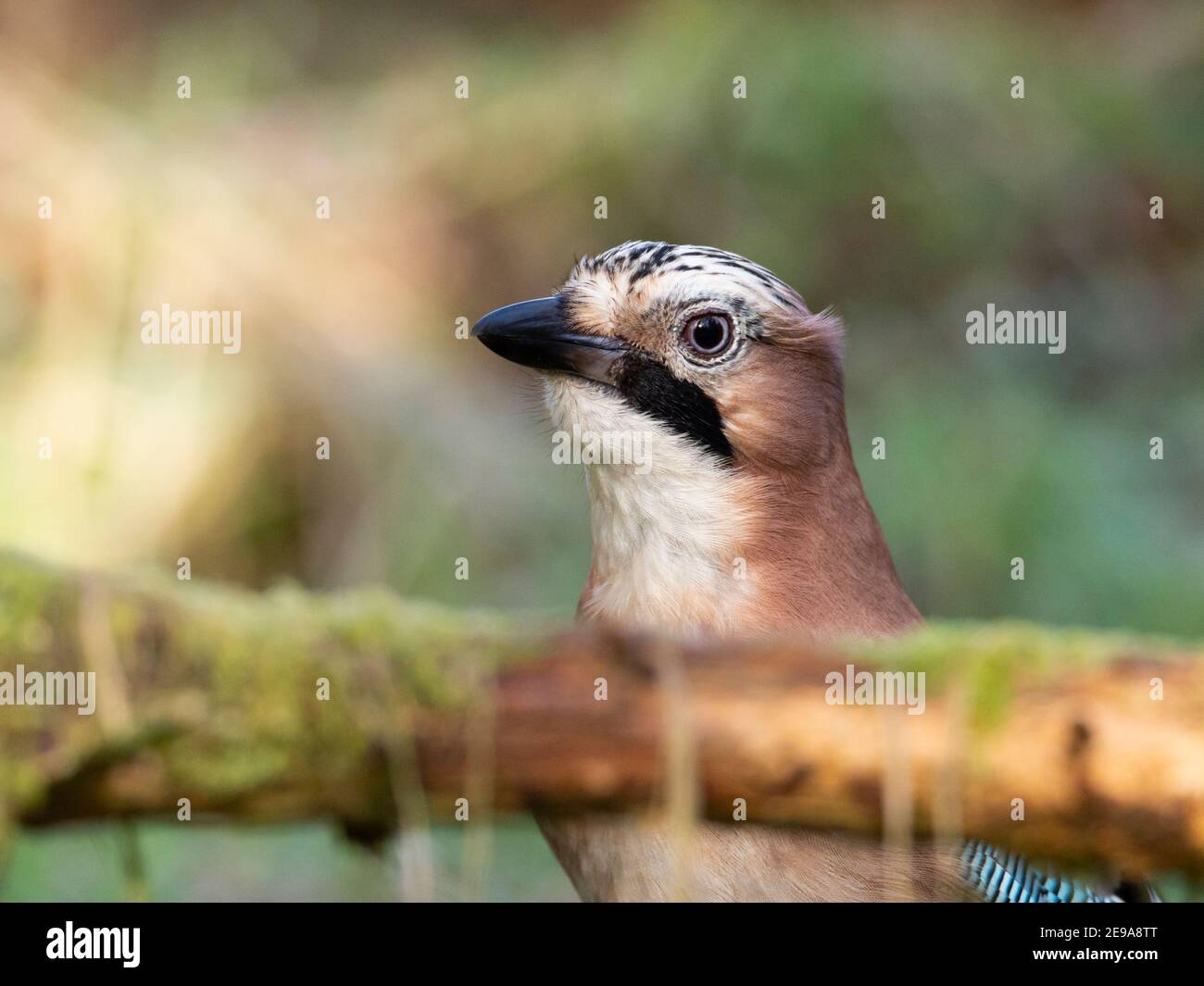 Songbirds uk hi-res stock photography and images - Alamy
