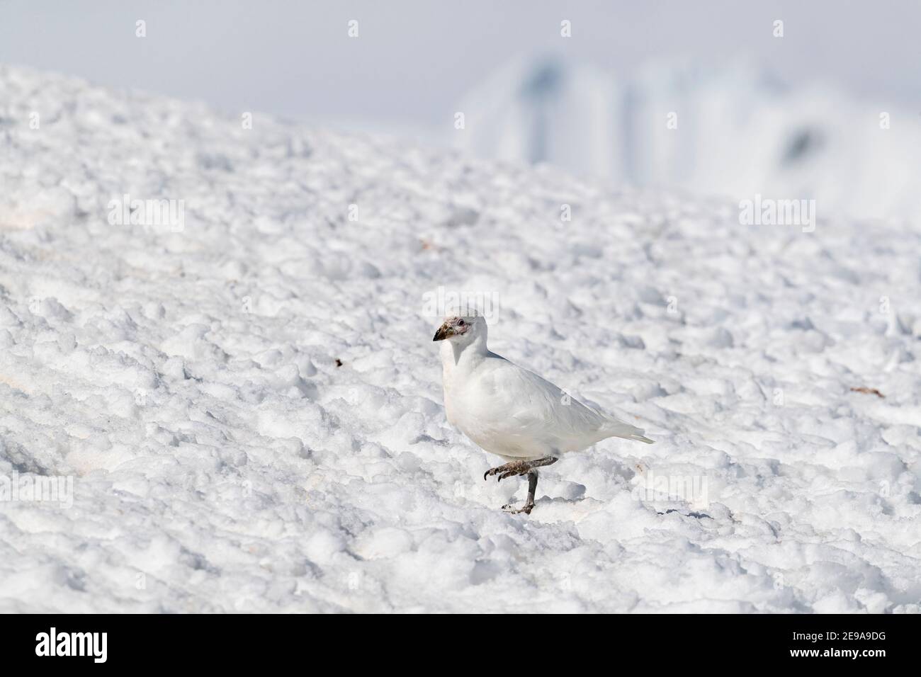 Sheathbill snowy chionis albus hi-res stock photography and images - Alamy