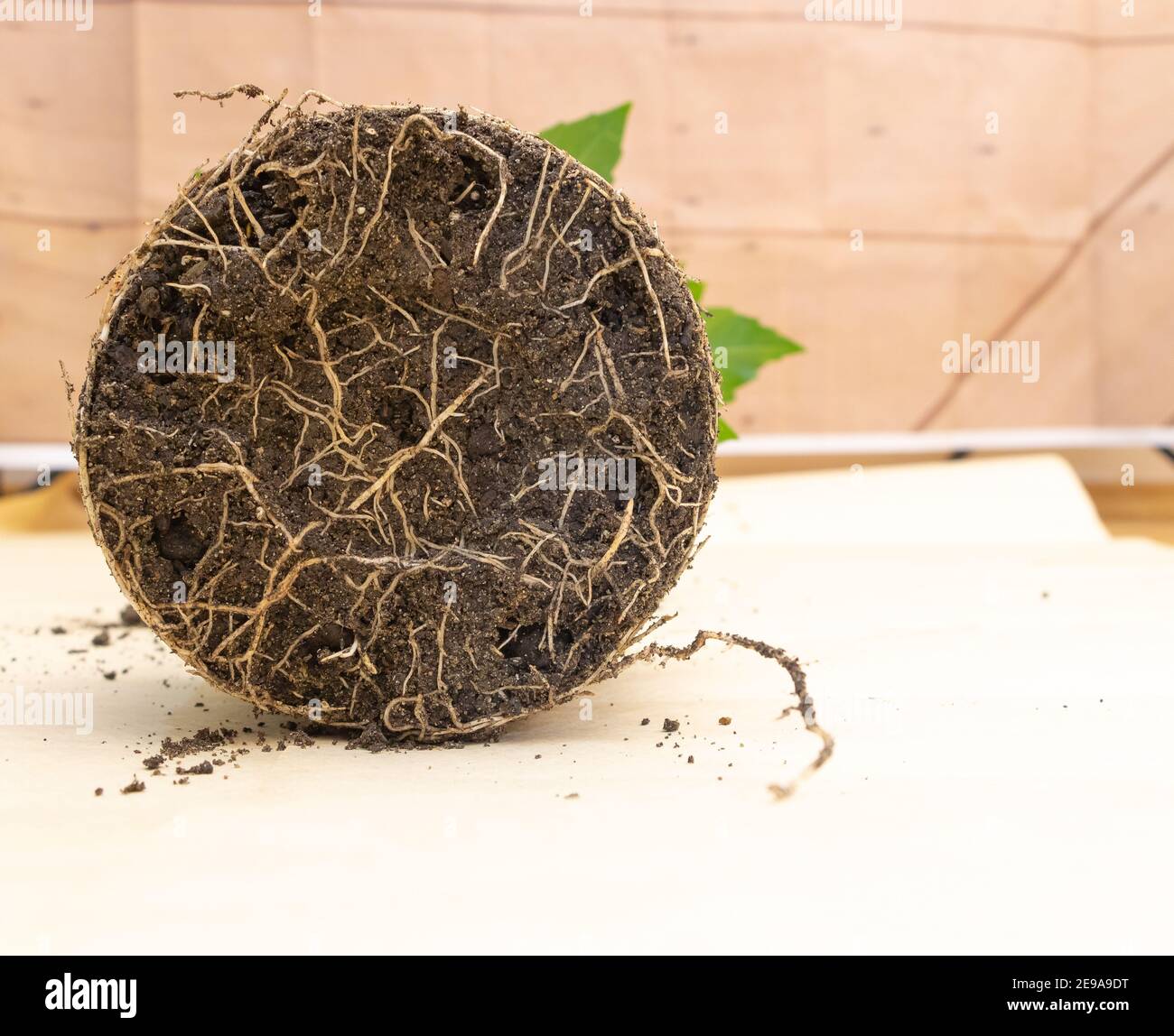 Hibiscus roots hi-res stock photography and images - Alamy