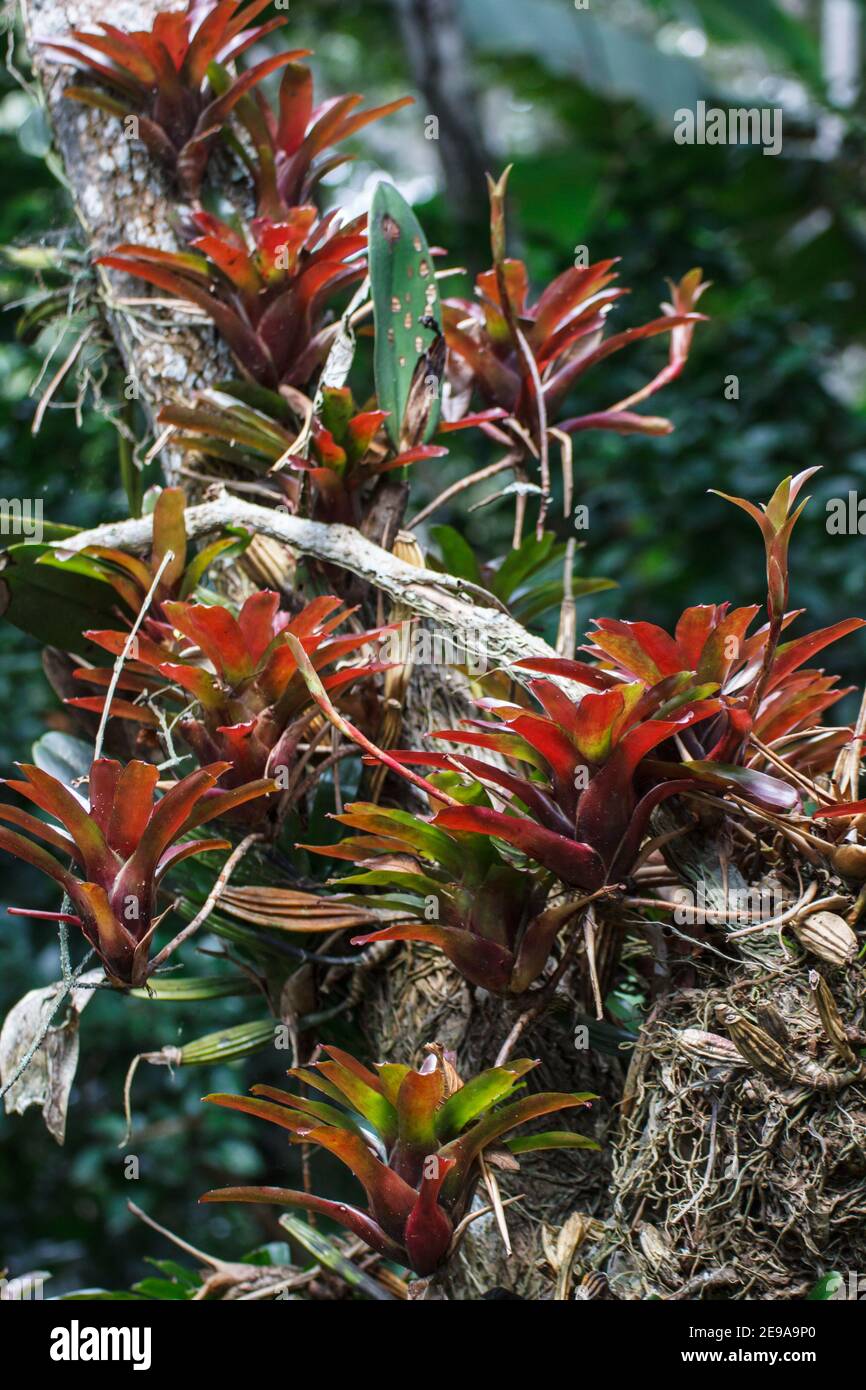 Aechmea gamosepala hi-res stock photography and images - Alamy