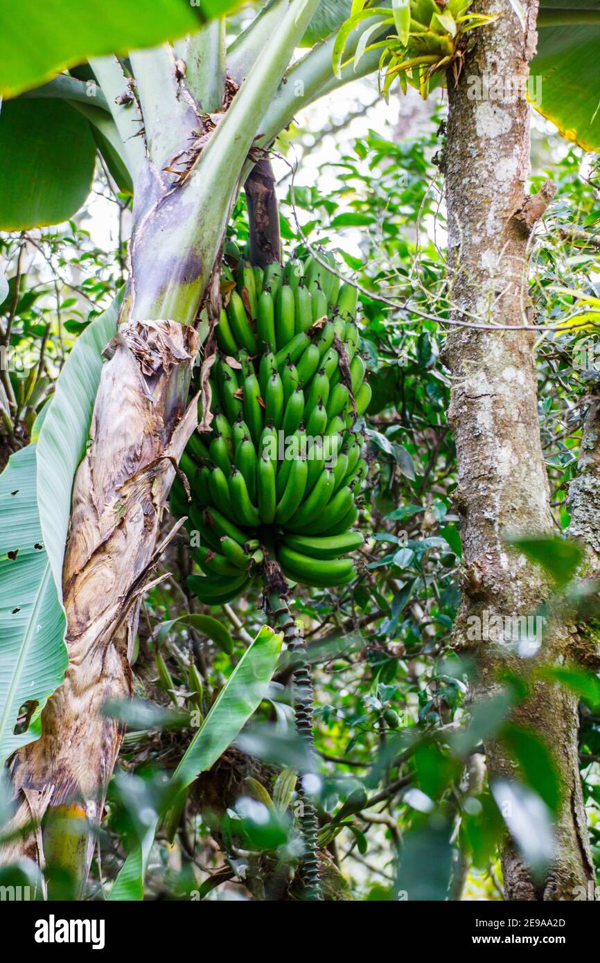 Musa acuminata Colla Edible banana Stock Photo - Alamy