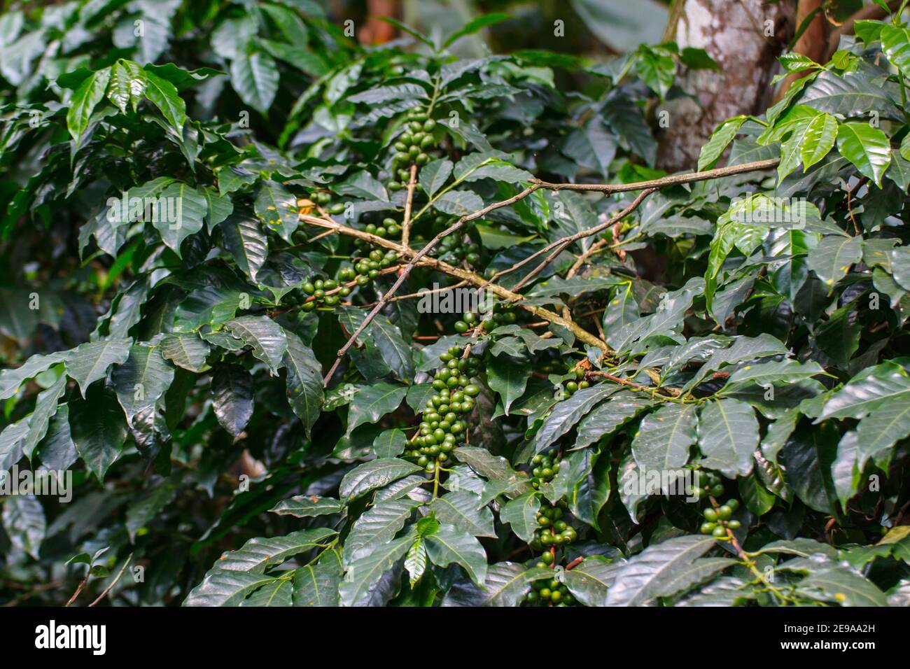 Coffea arabica Arabian coffee Stock Photo - Alamy