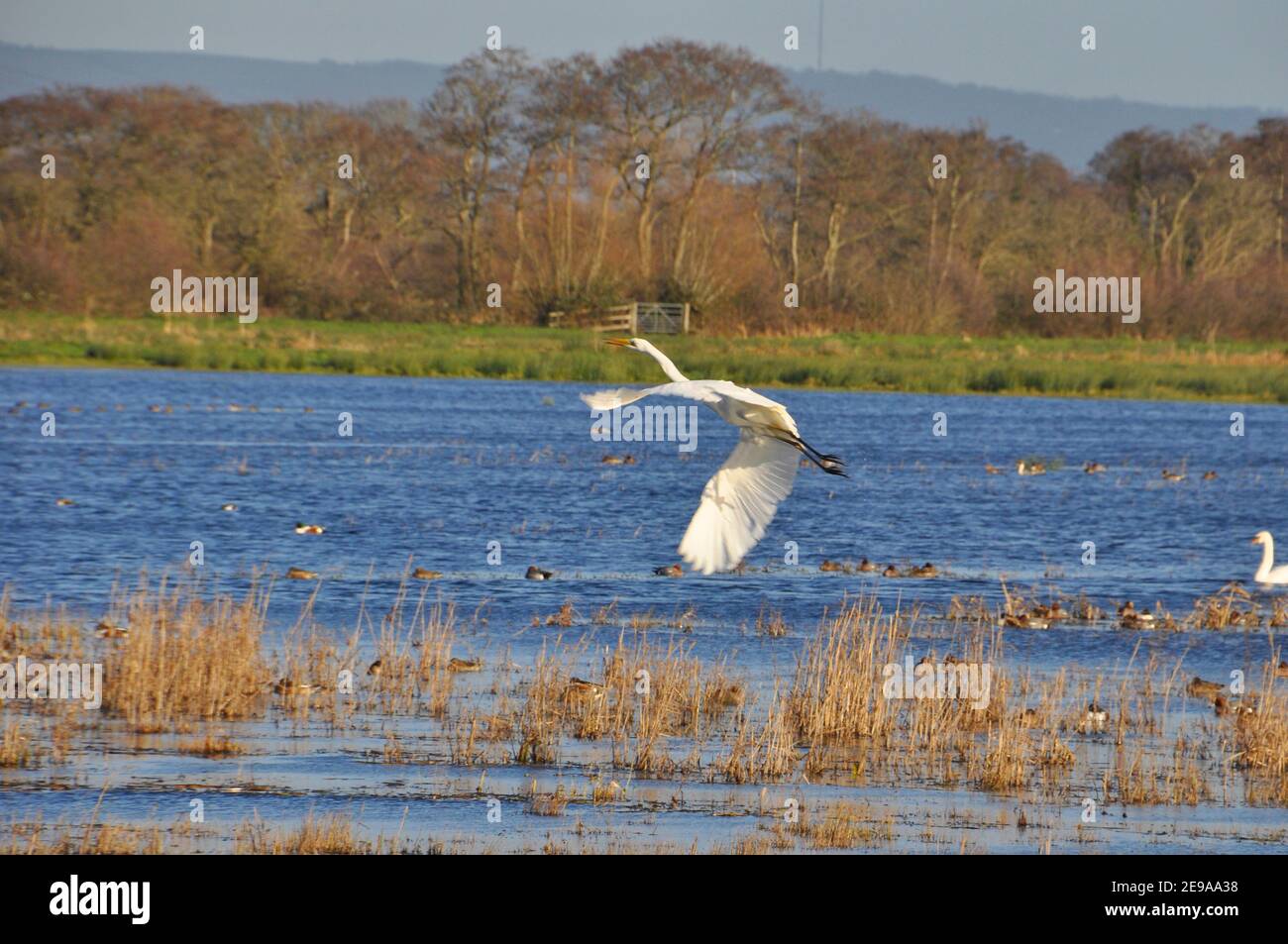 Great White Egret,"Ardea alba" takes of from a flooded field on the ...