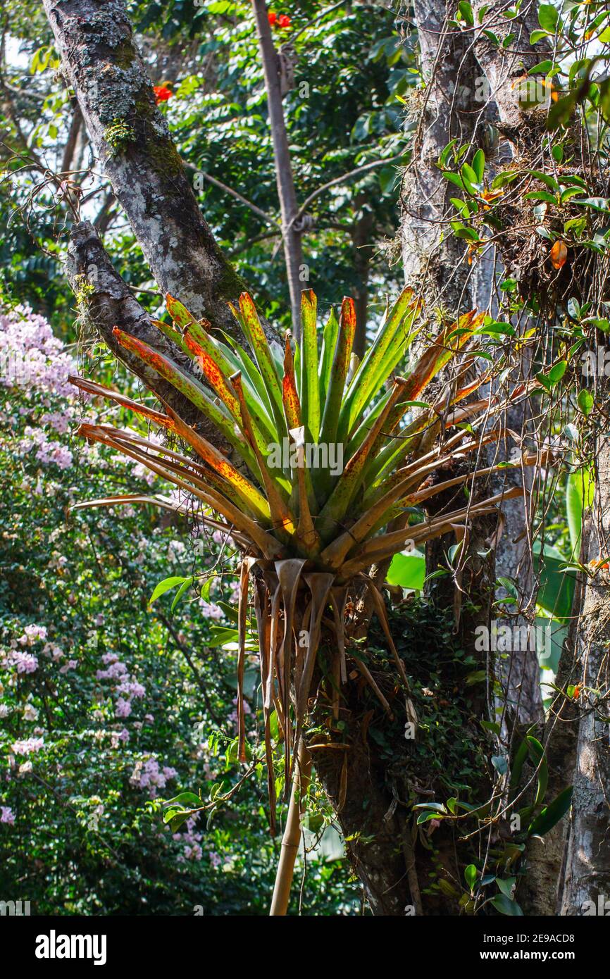 Jumbie hi-res stock photography and images - Alamy