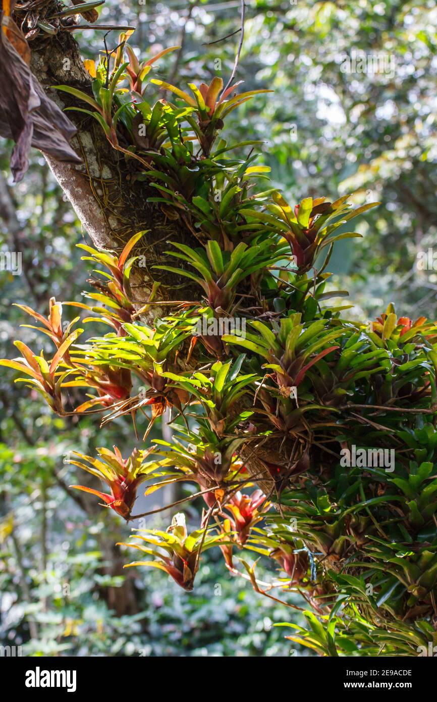 Aechmea caudata Lindm. on tree branch Stock Photo - Alamy
