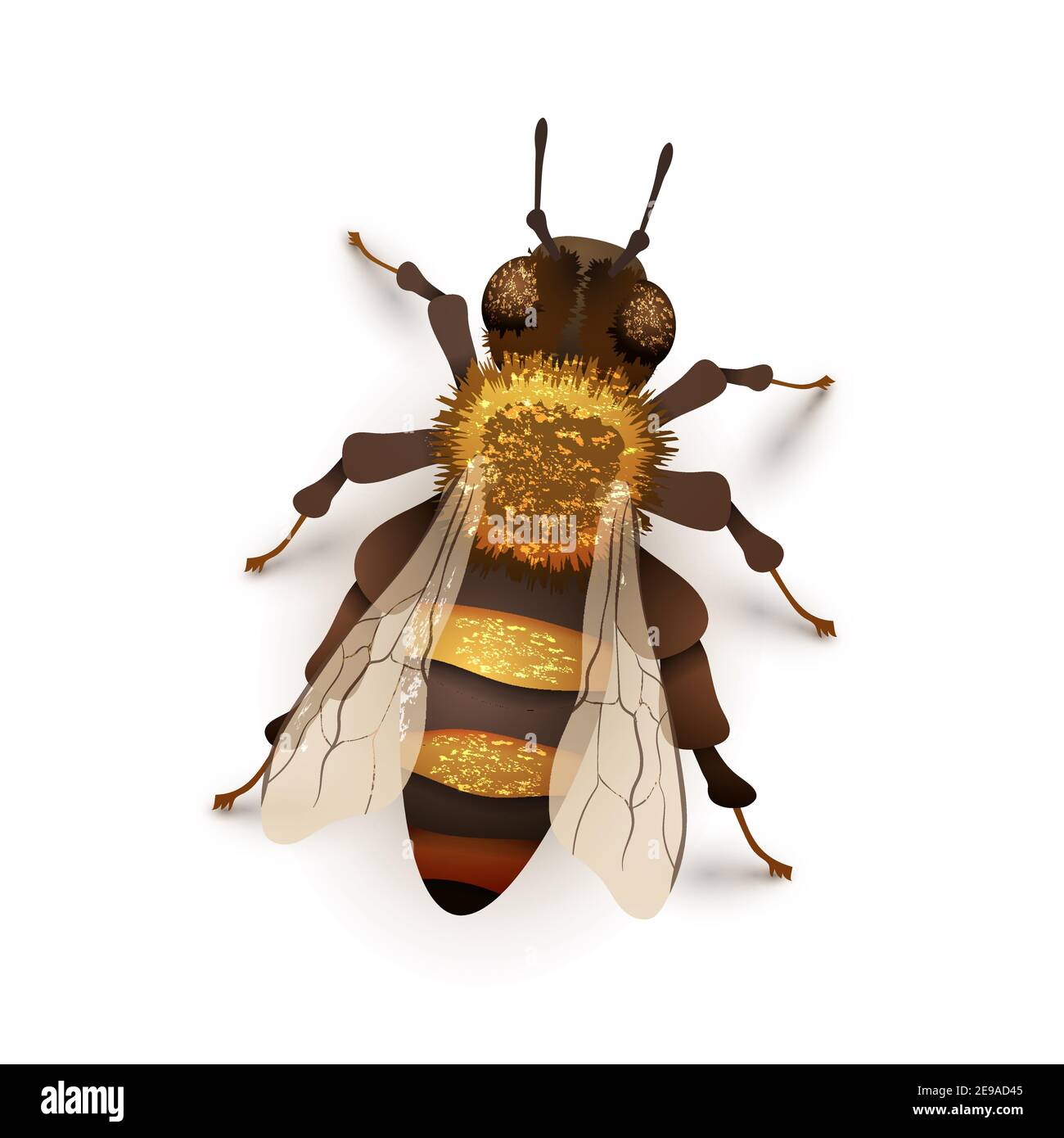 Realistic honeybee Stock Vector Images - Alamy