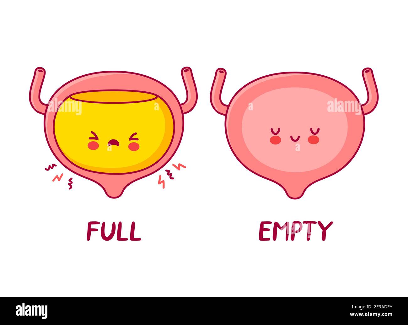 Cute full and empty human bladder organ character. Vector flat line ...