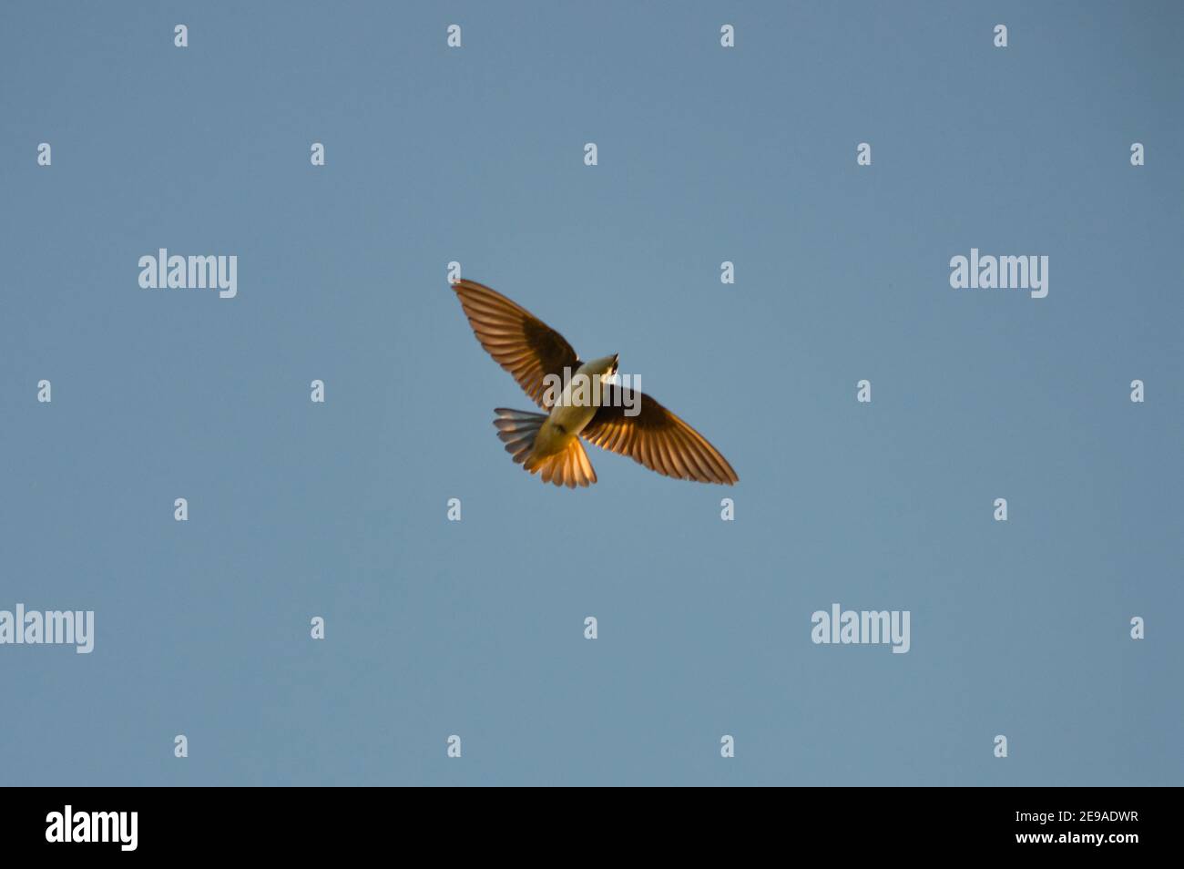 Low angle shot of a bird flying under a blue clear sky Stock Photo - Alamy