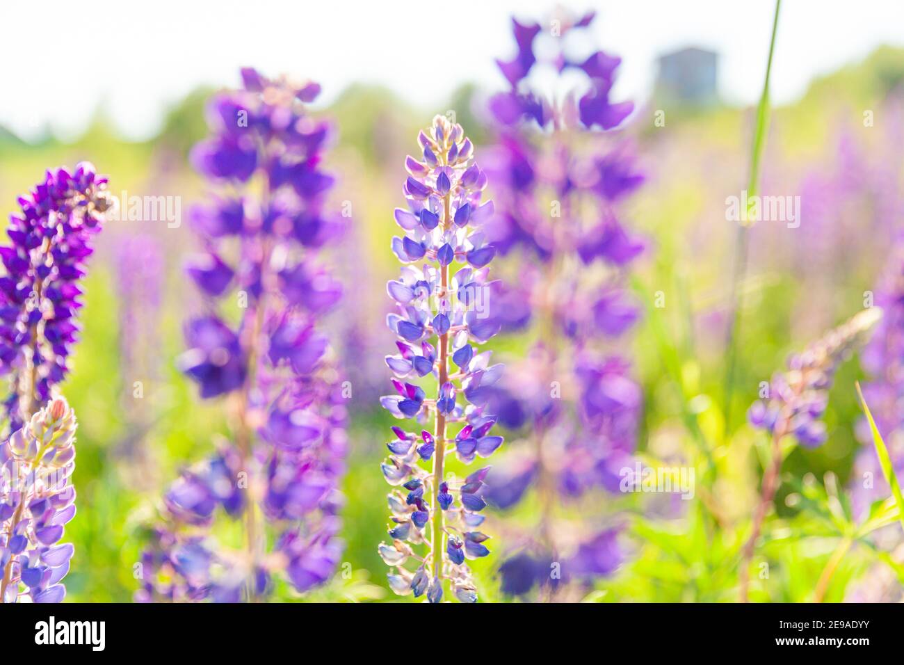 Beautiful blooming lupine flowers in spring time. Field of lupines ...