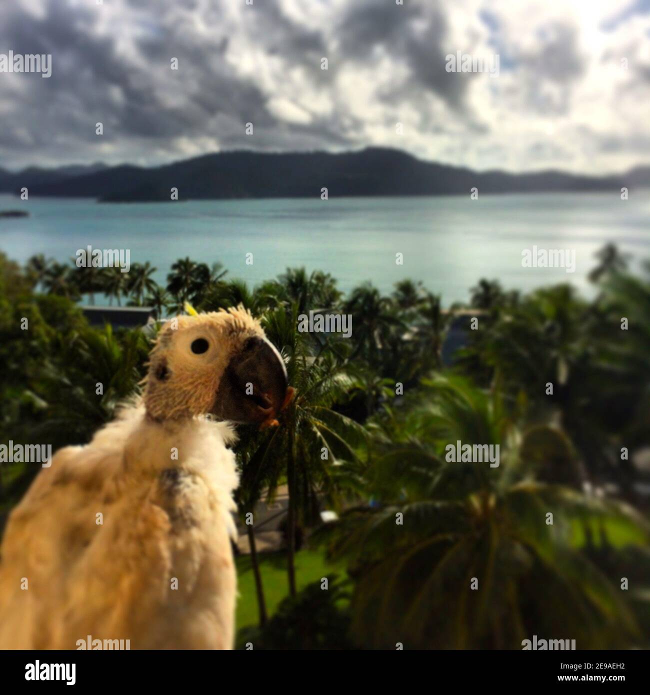 Sick Cockatoo waiting for food Stock Photo - Alamy