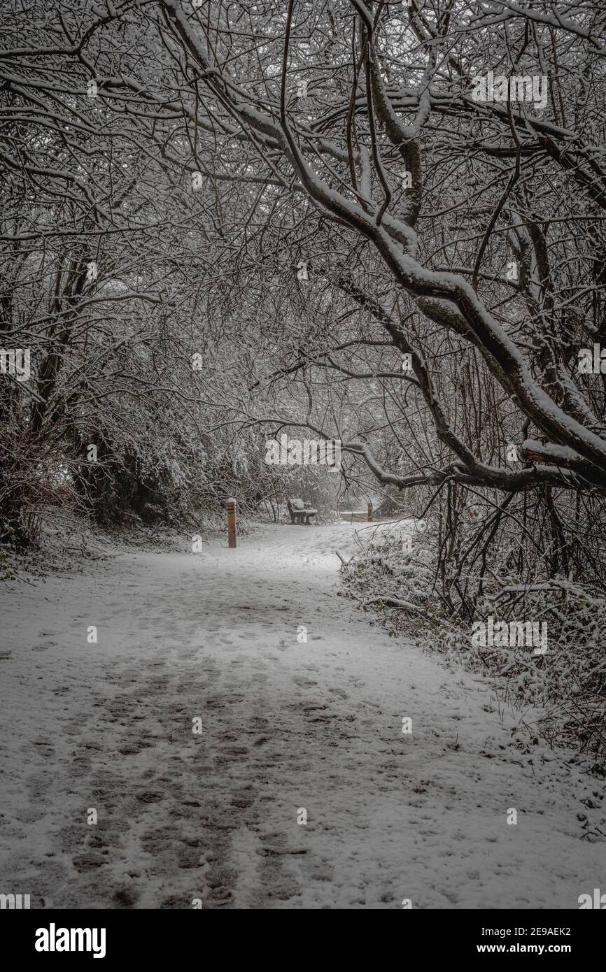 Path running through woodland, after snow fall in the U.K Stock Photo ...