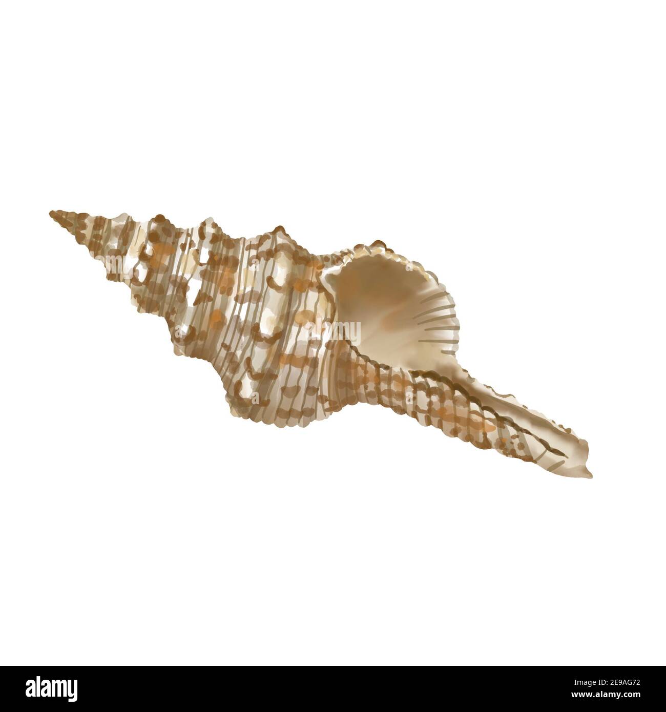 isolated seashell on white background. high quality watercolor ...