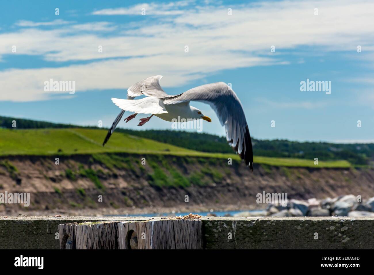 Flying Seagull in Newfoundland Stock Photo - Alamy