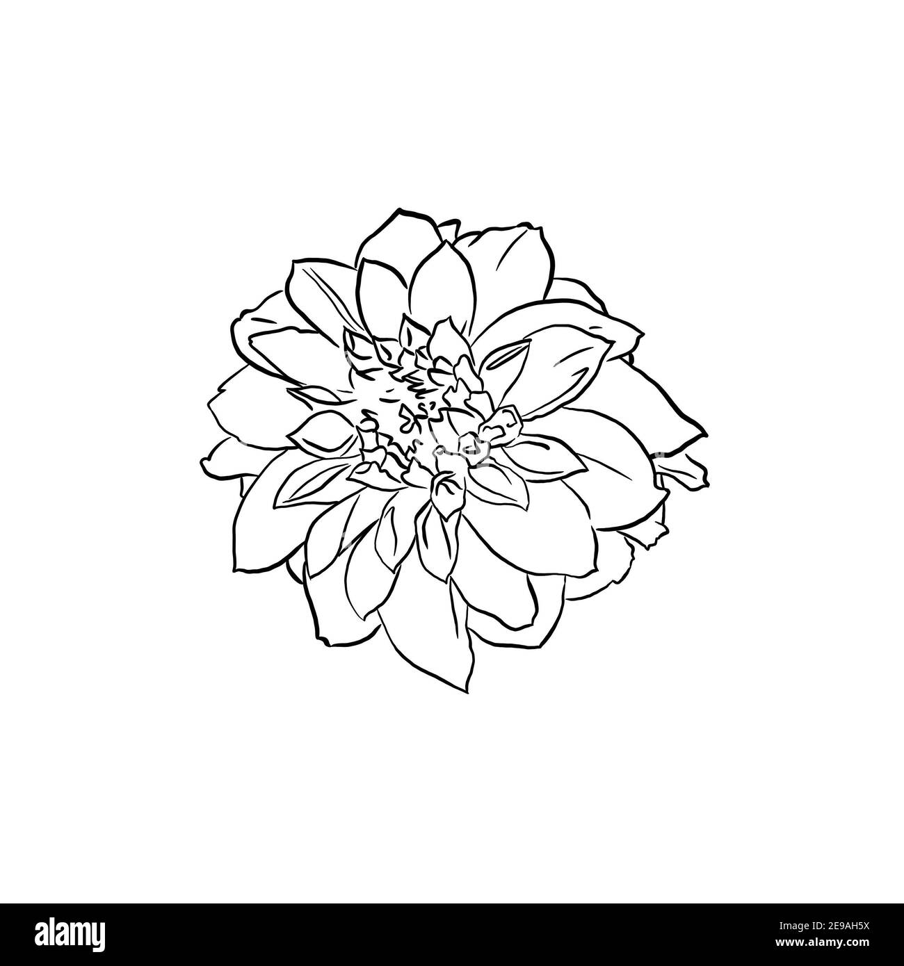 Mexican Flower Drawing