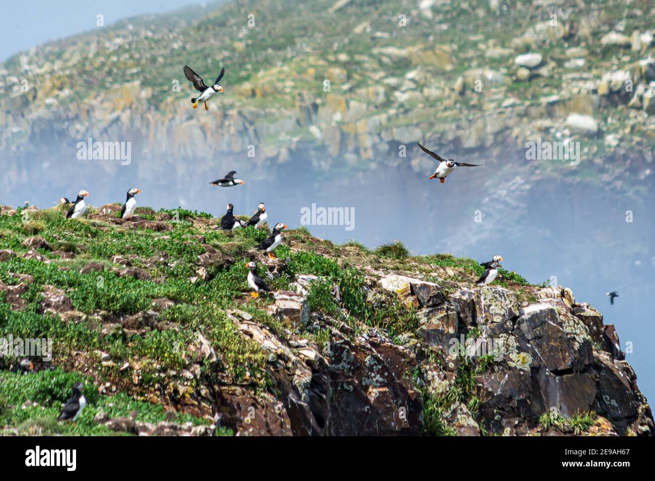 Puffin Colony at Elliston Point Stock Photo - Alamy