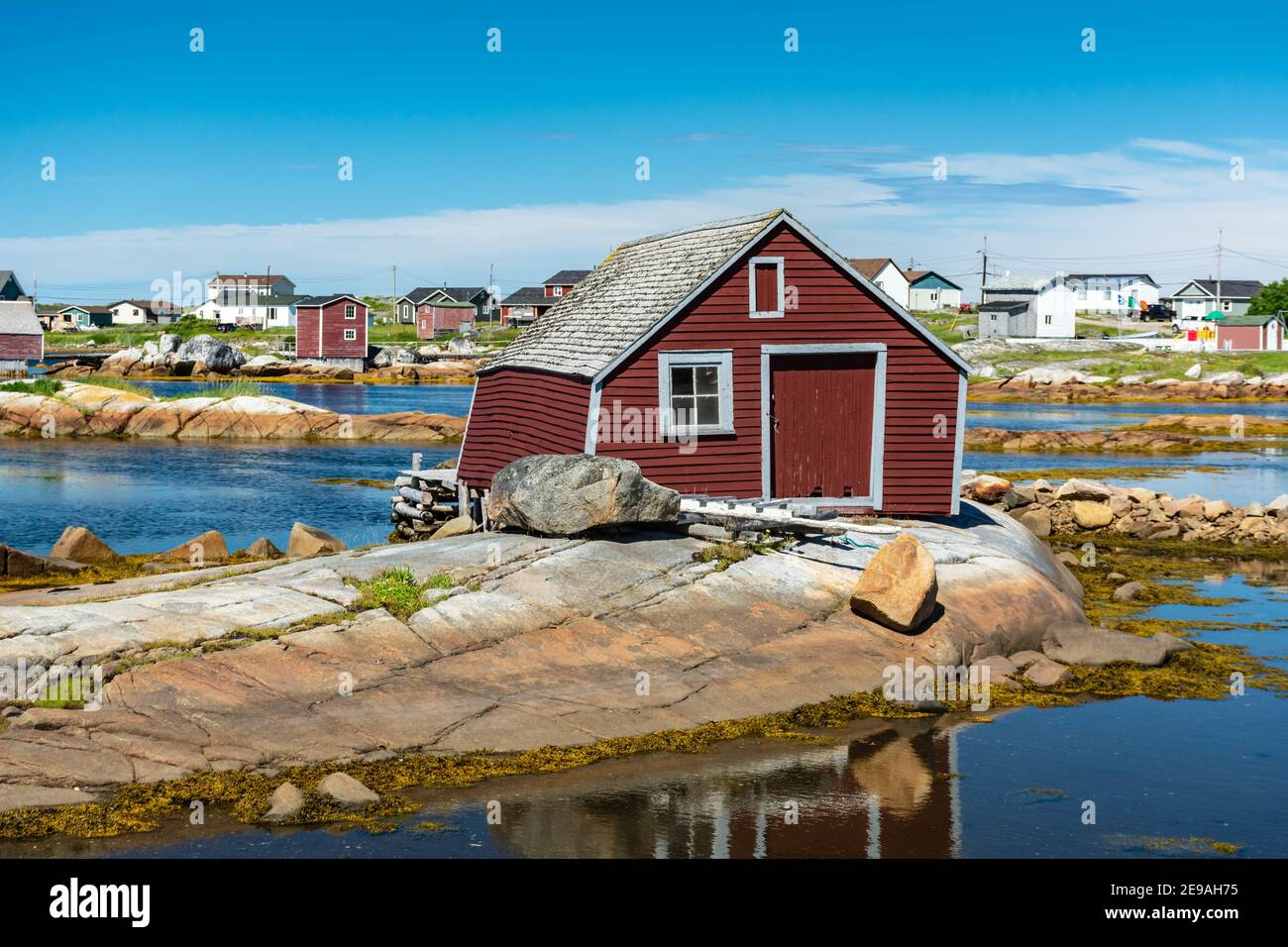 Do Newfoundland Shed