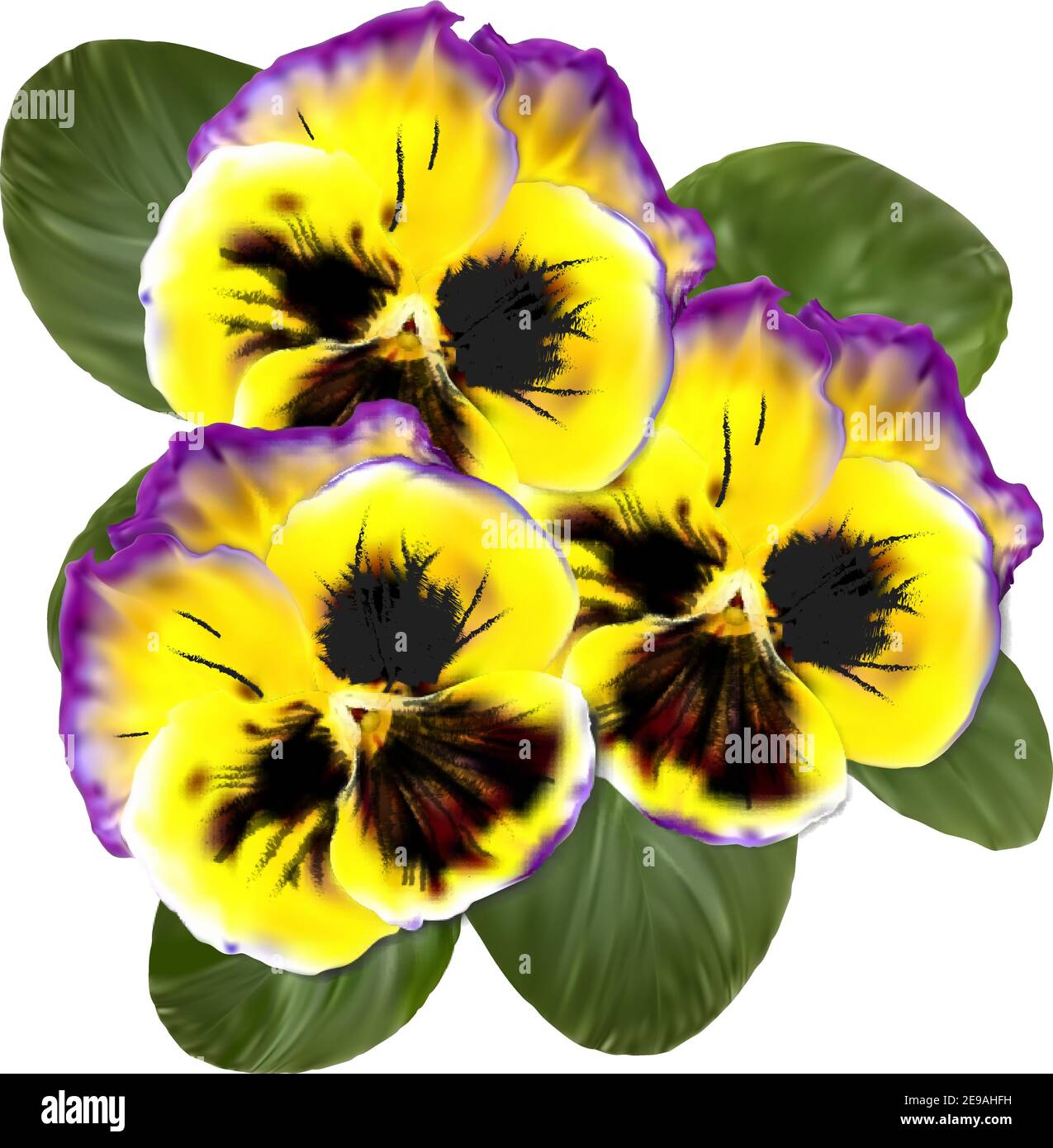 Pansy wild viola tricolor Stock Vector Images - Alamy