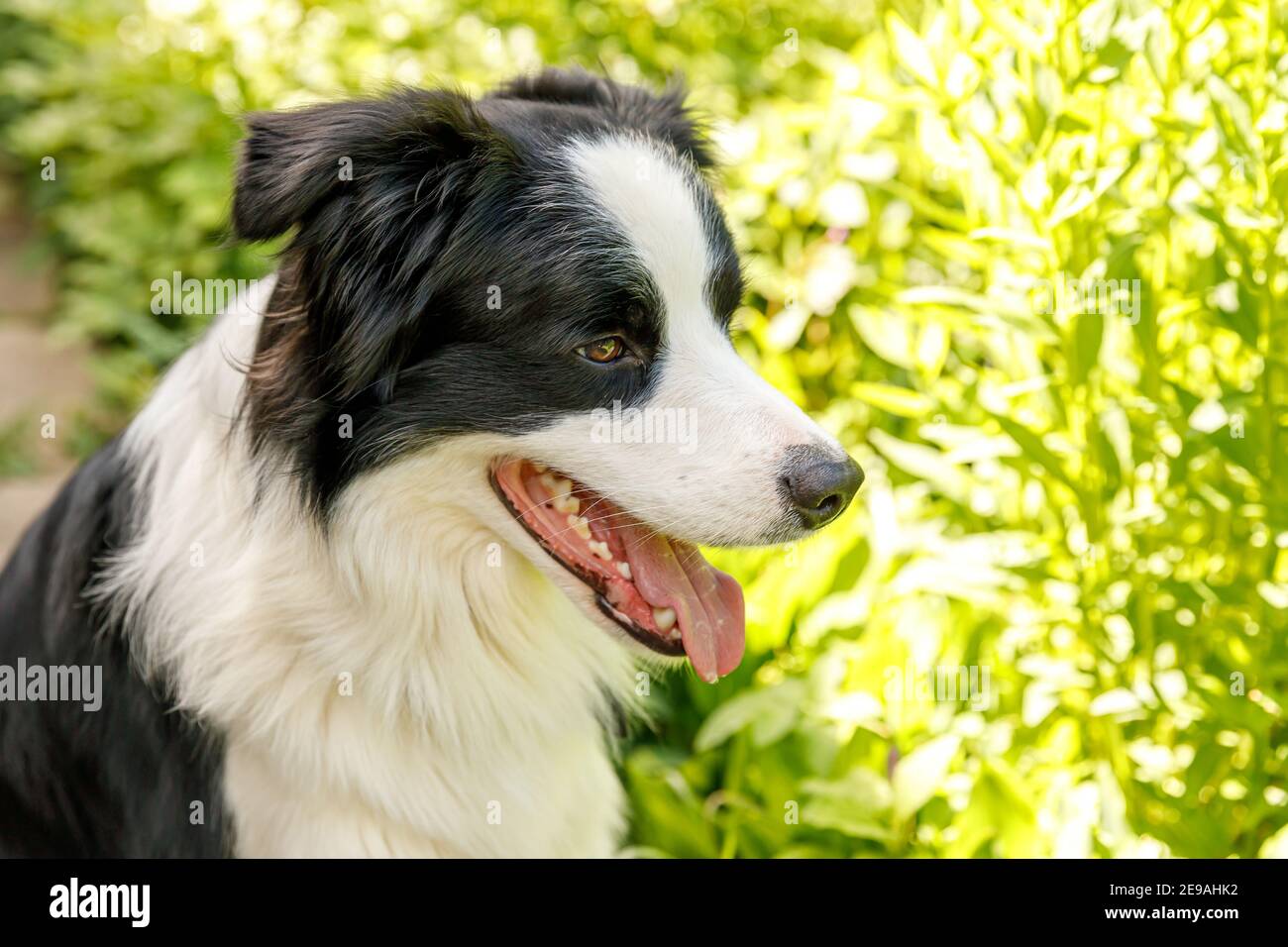 Outdoor portrait of cute smiling puppy border collie sitting on grass ...