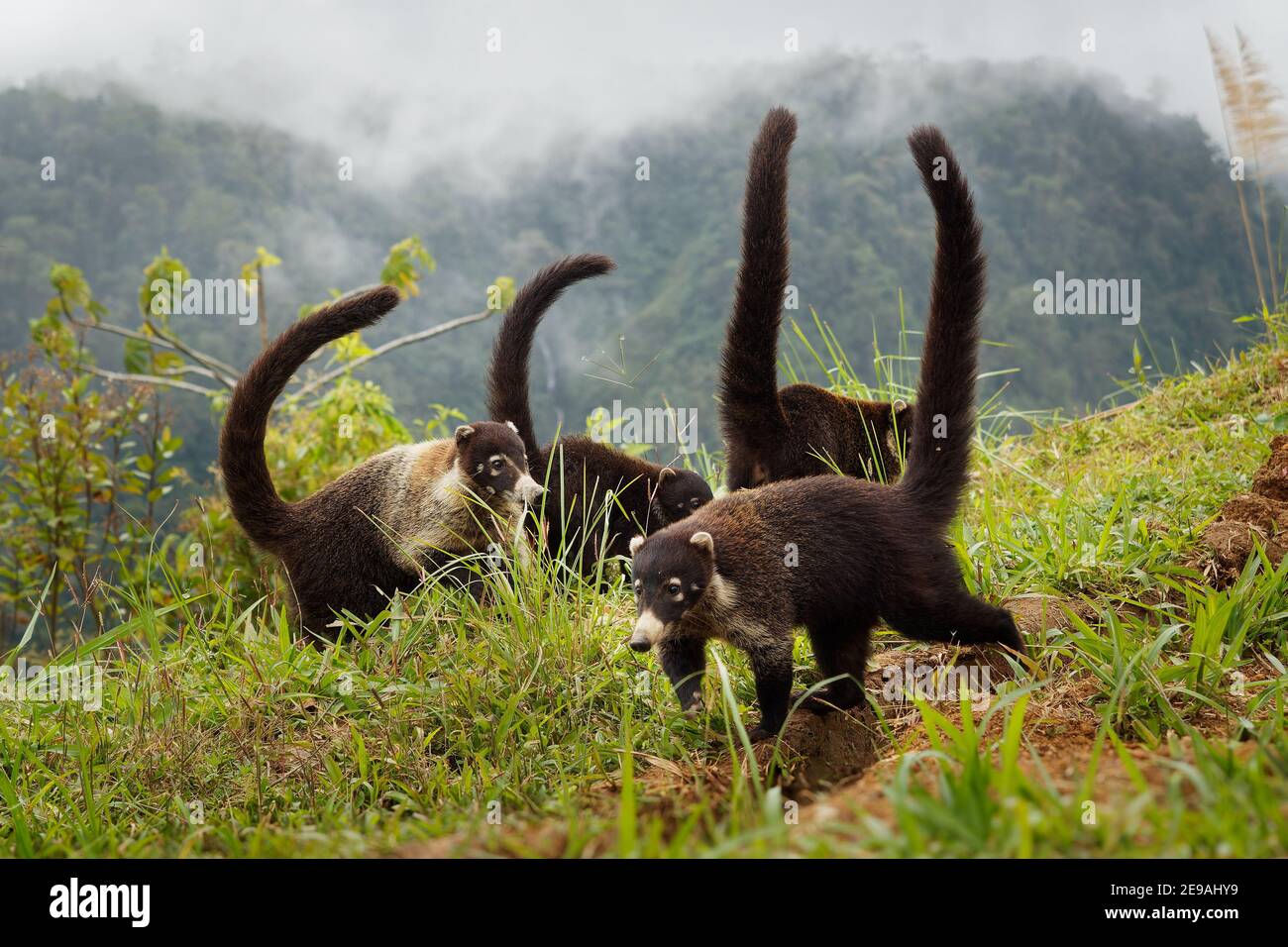 White-nosed Coati - Nasua narica, known as the coatimundi, family ...