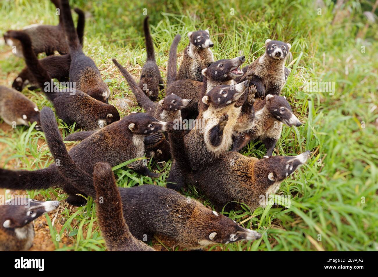 Pizote coati hi-res stock photography and images - Alamy