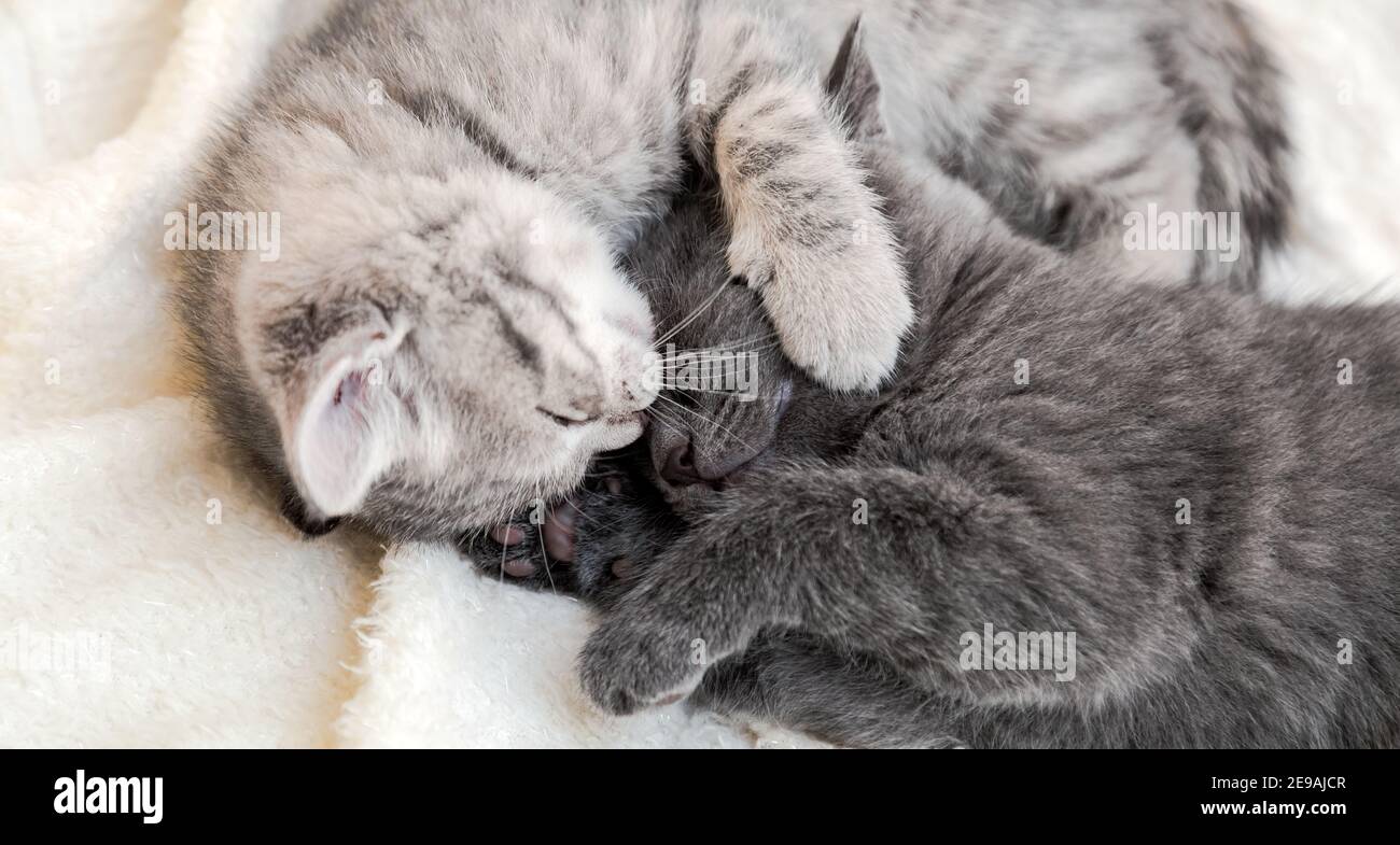 Two cute tabby kittens kissing sleeping on white soft blanket in yin ...