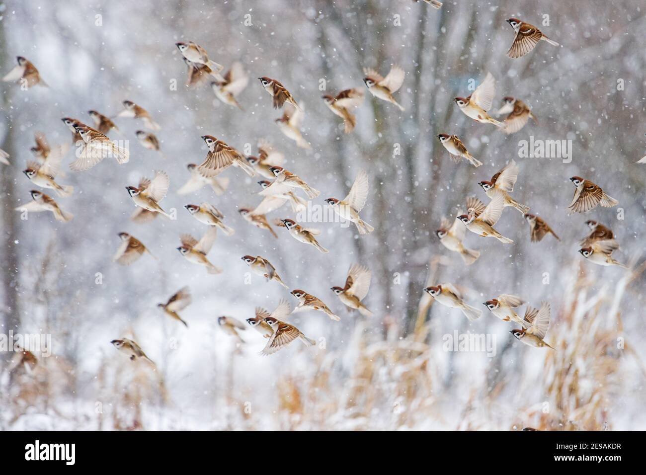 Sparrows together hi-res stock photography and images - Alamy