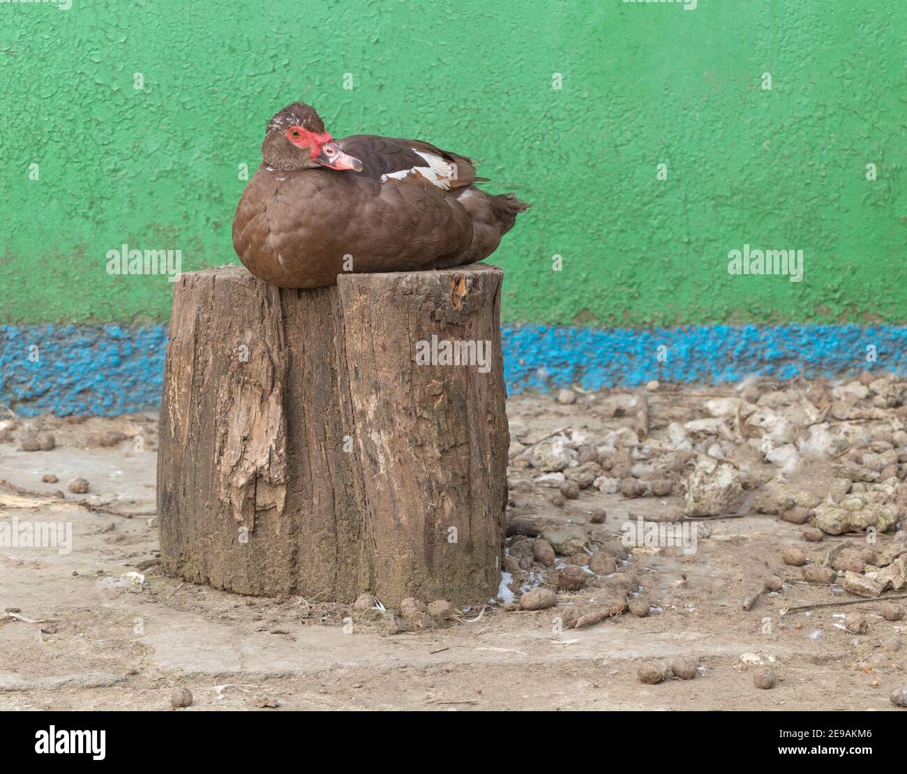 Duckling on log hi-res stock photography and images - Alamy