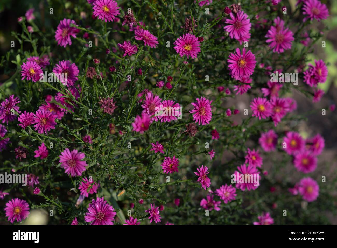 Beautiful pink flowers.Pink flowers in summer. beautiful garden flowers ...