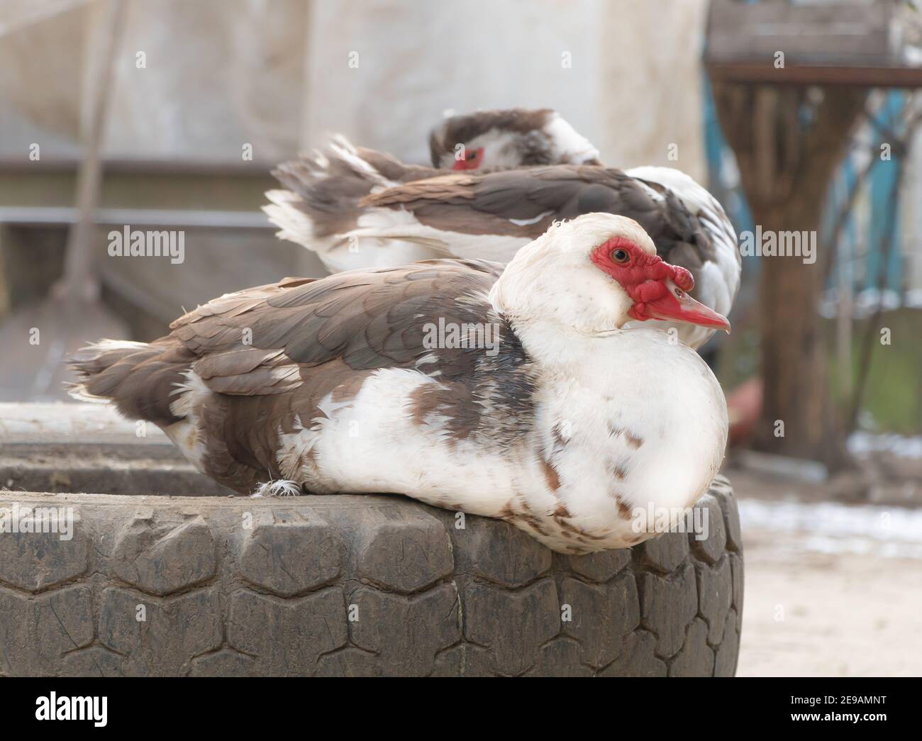 Beautiful Muscovy ducks sitting on some tires Stock Photo - Alamy